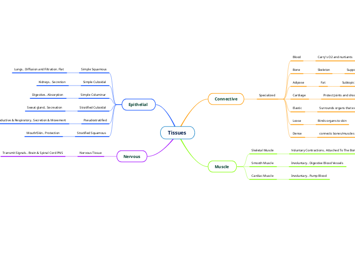 Tissues - Mind Map